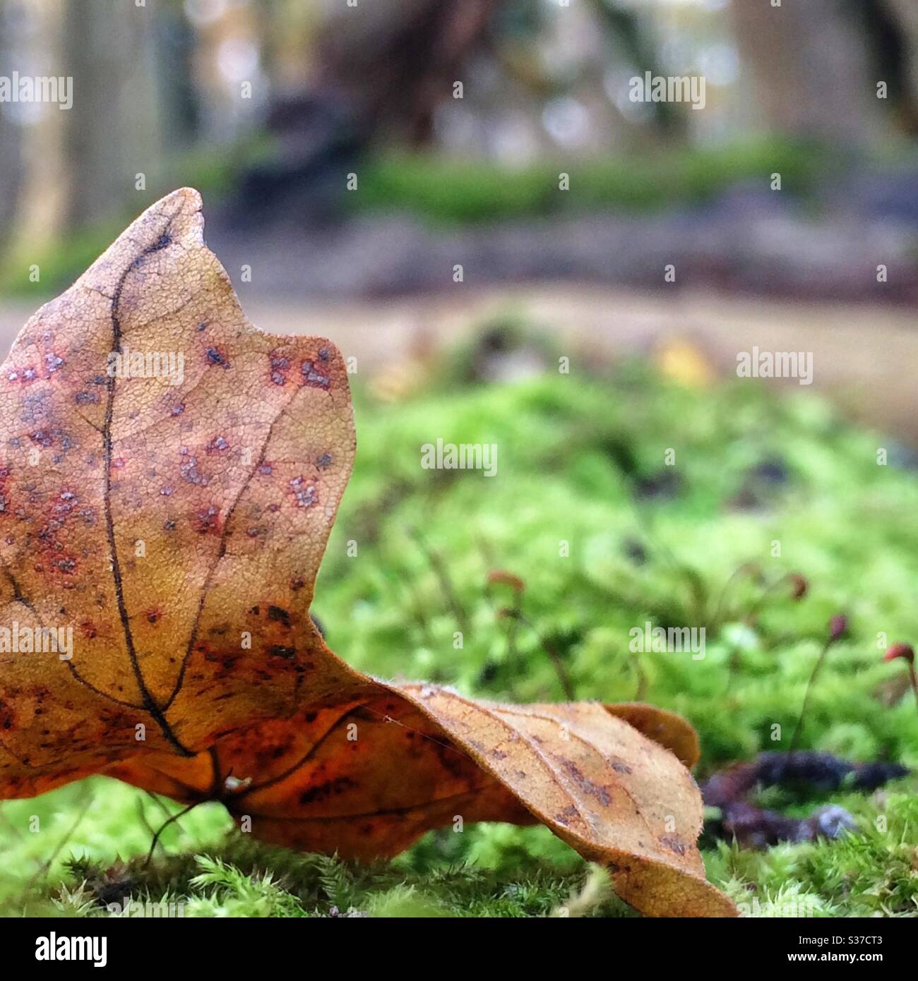 First Leaf High Resolution Stock Photography and Images - Alamy