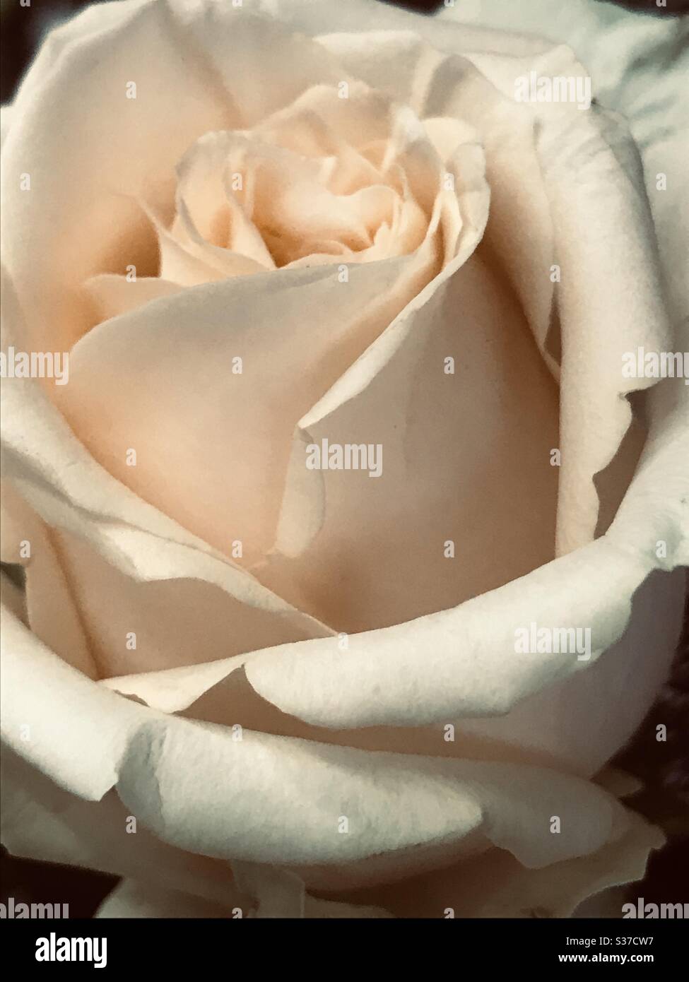 Vanilla Colour High Resolution Stock Photography and Images - Alamy