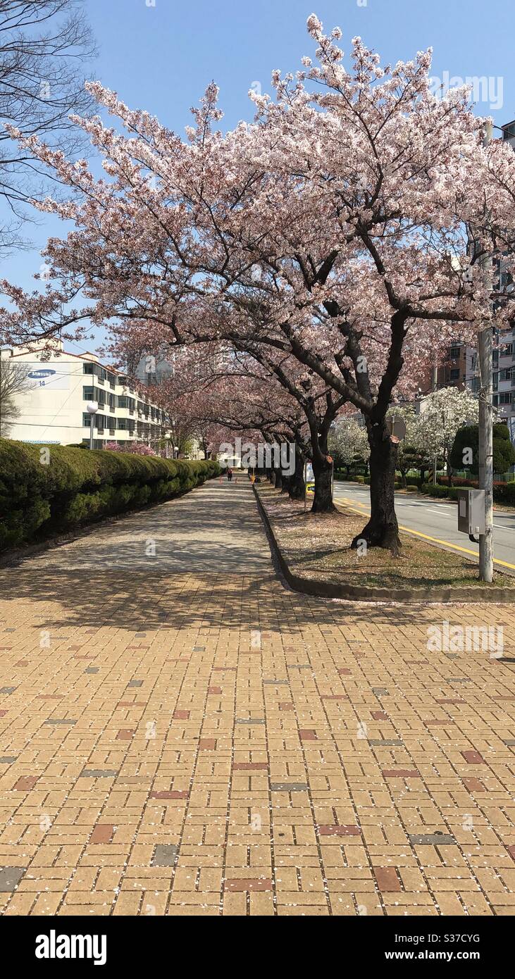 Geoje korea hi-res stock photography and images - Alamy