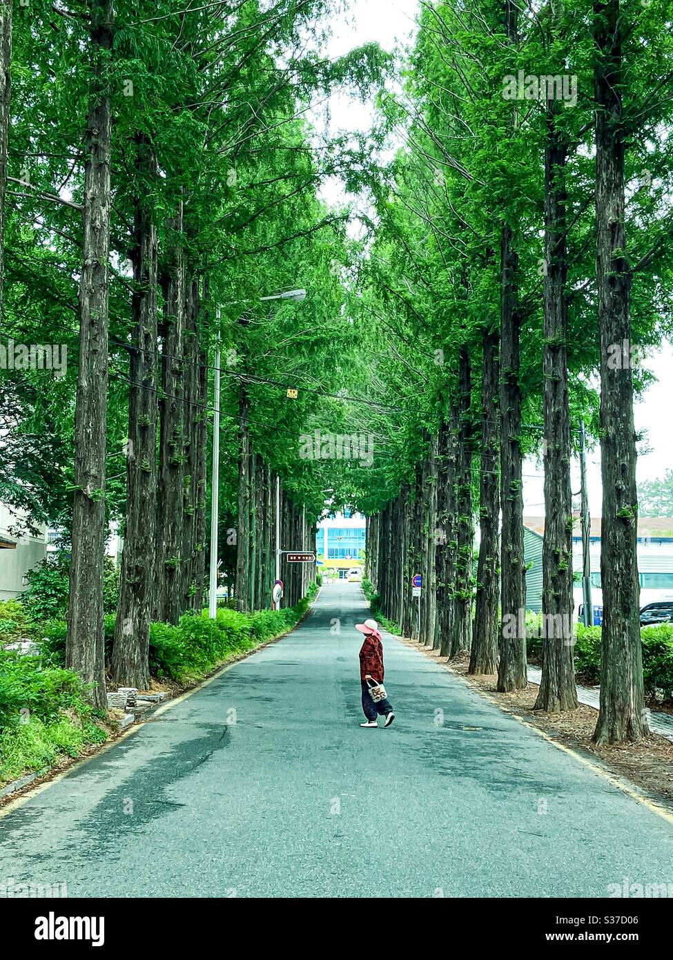 Lush pathway hi-res stock photography and images - Alamy