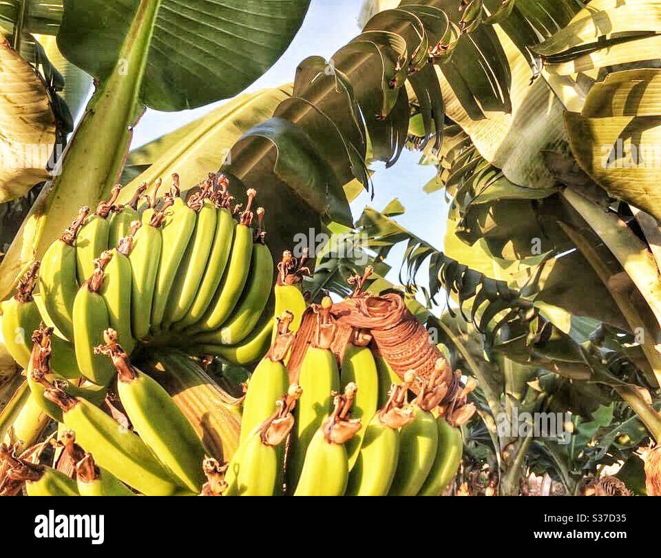 Bananas ripening tree hi-res stock photography and images - Alamy