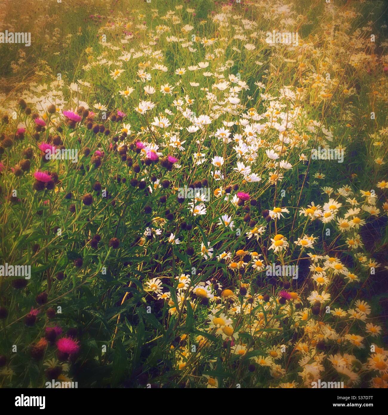 Golden sunlight hi-res stock photography and images - Alamy