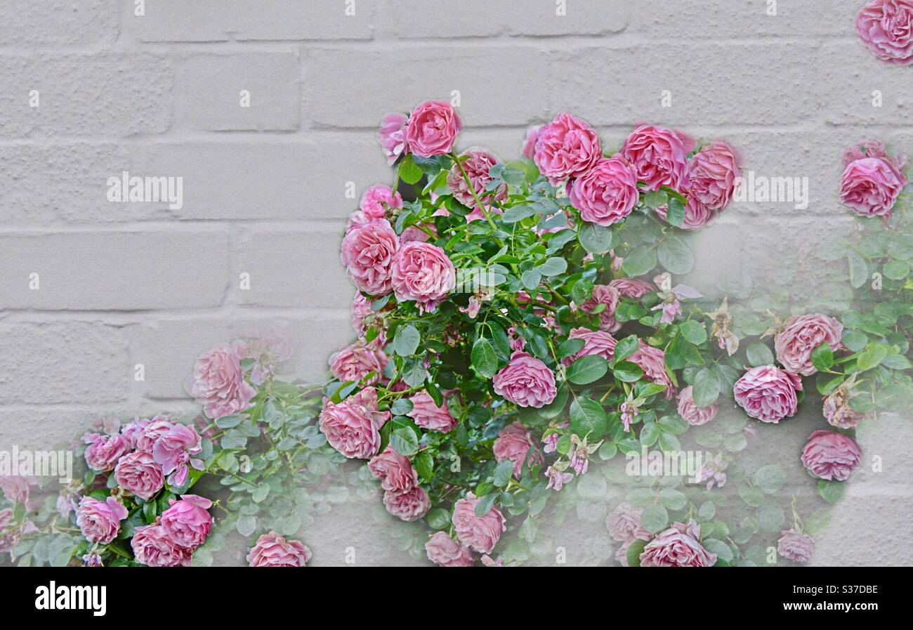 Brick roses hi-res stock photography and images - Alamy