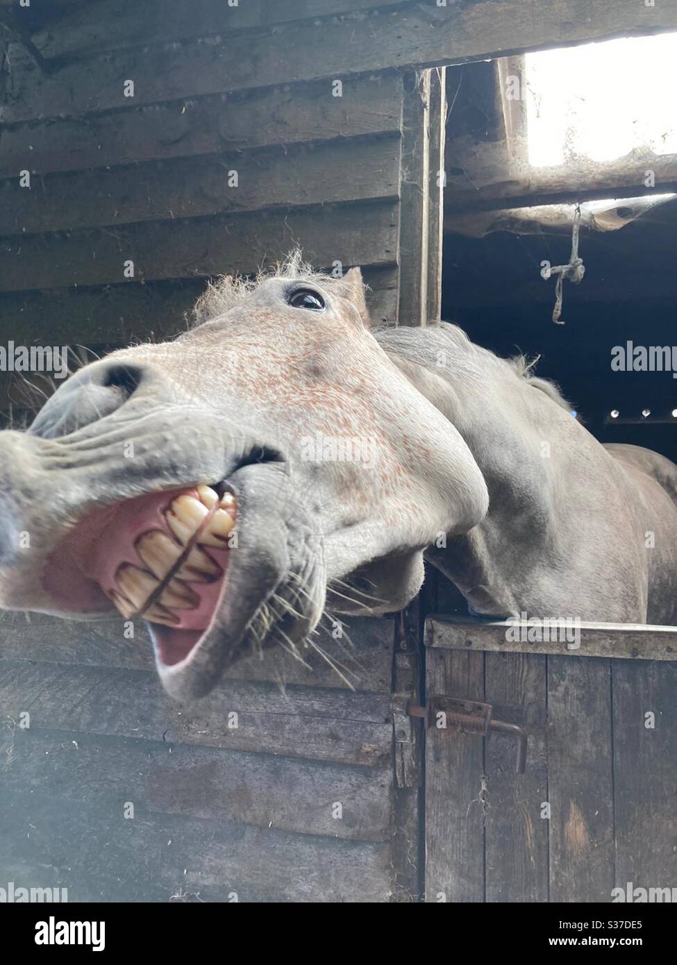 Laugh laughing hi hi-res stock photography and images - Alamy