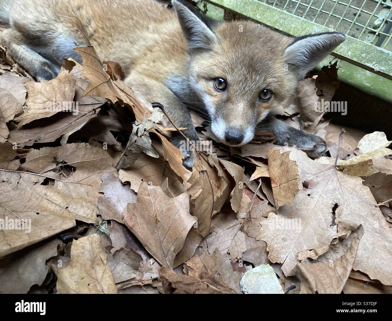 Trapped animal hi-res stock photography and images - Alamy