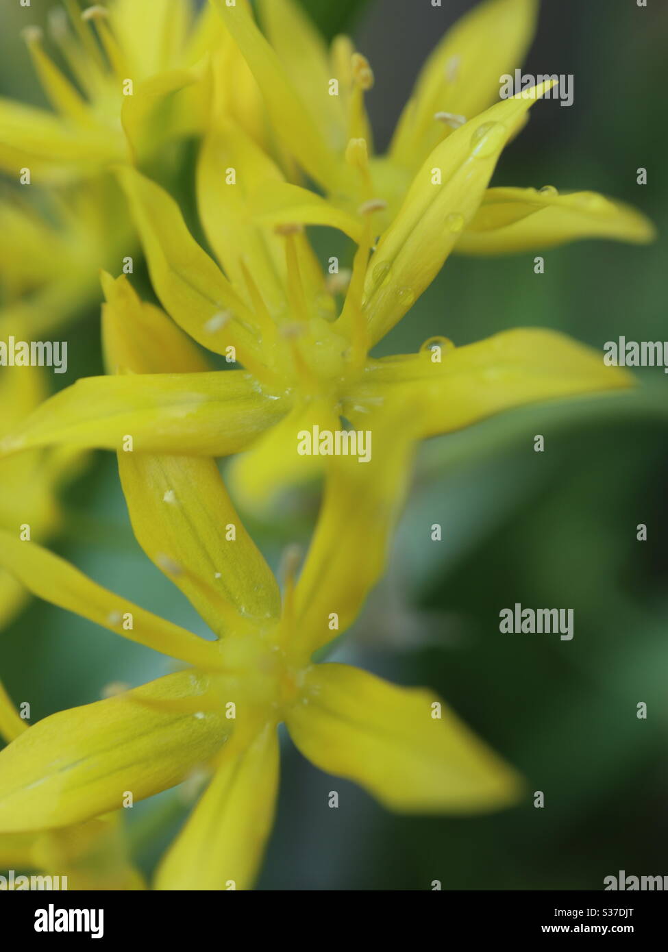 Leek Lilly in bloom Stock Photo - Alamy