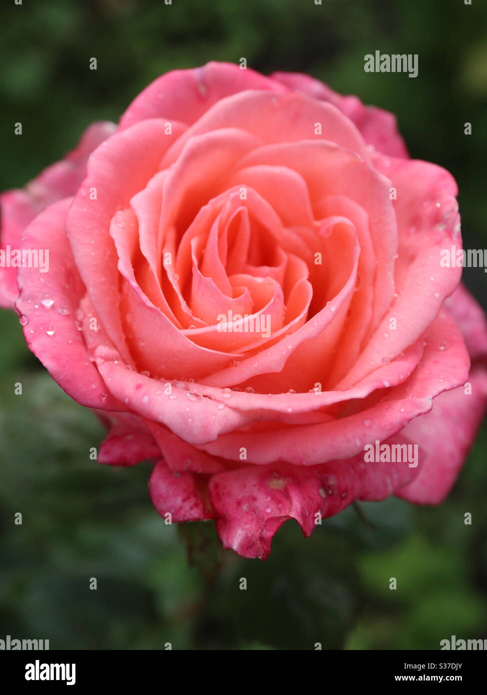 Rose and rain hi-res stock photography and images - Alamy