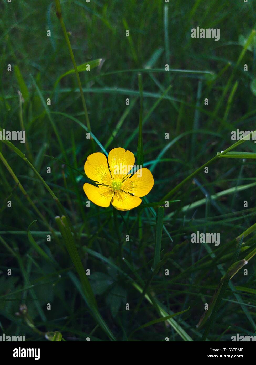 Single Buttercup Flower High Resolution Stock Photography and Images ...