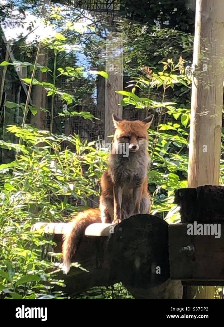 Red fox chessington world of adventures June 2020 Stock Photo - Alamy
