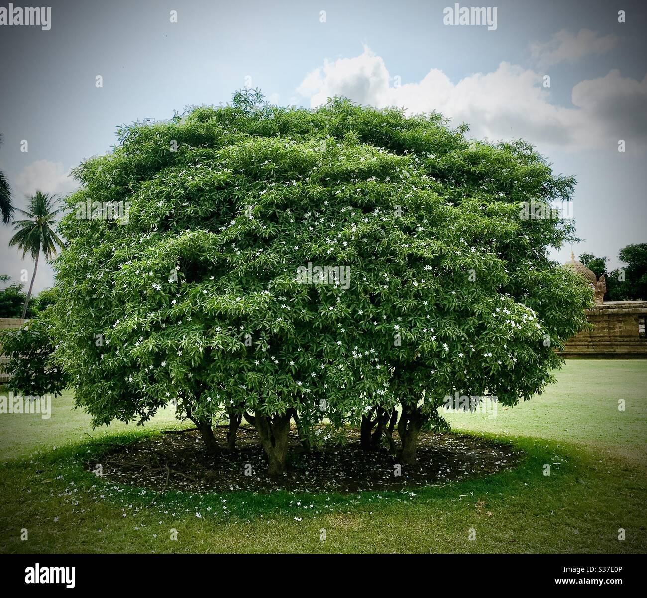 Tree of lovers hi-res stock photography and images - Alamy