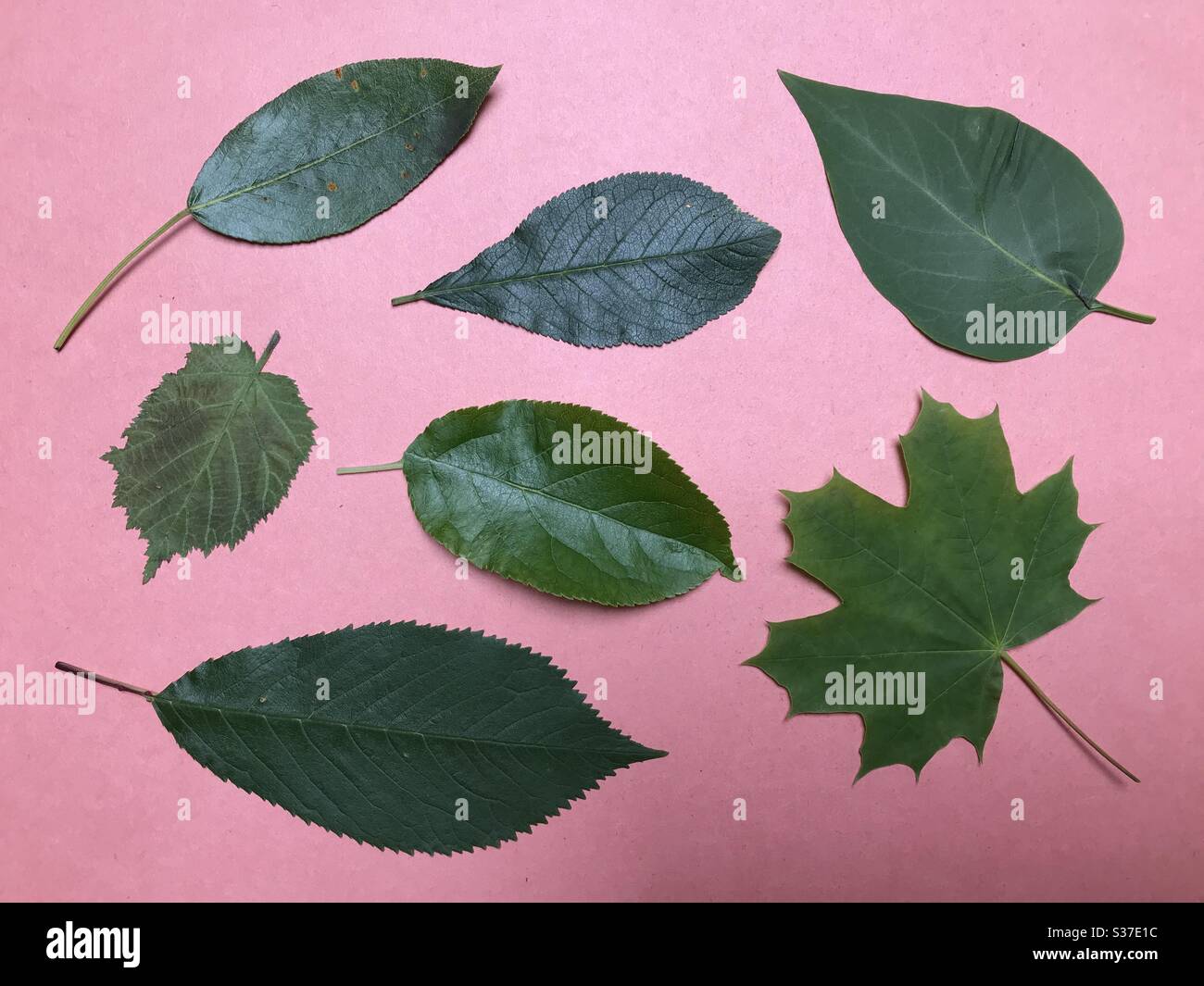 Collection of Tree Leaves Stock Photo - Alamy
