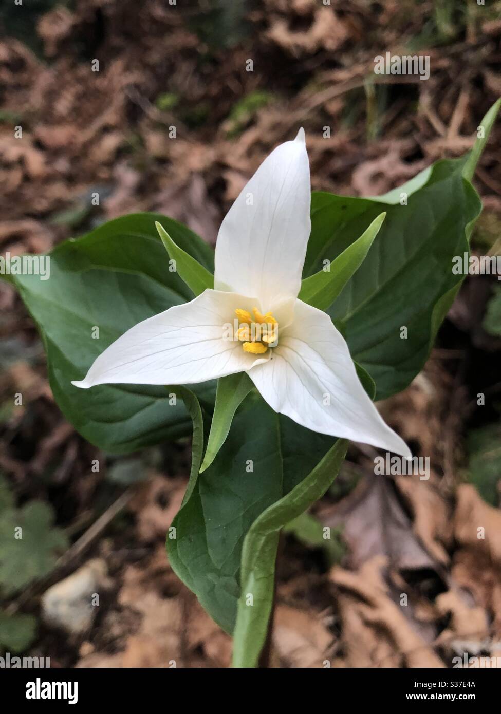 Three leaf flower hi-res stock photography and images - Alamy