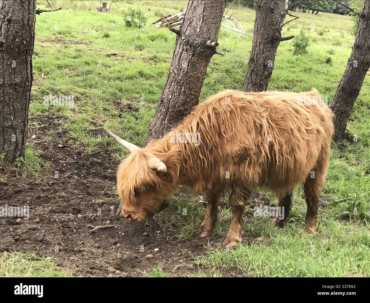 Rubbing against tree hi-res stock photography and images - Alamy