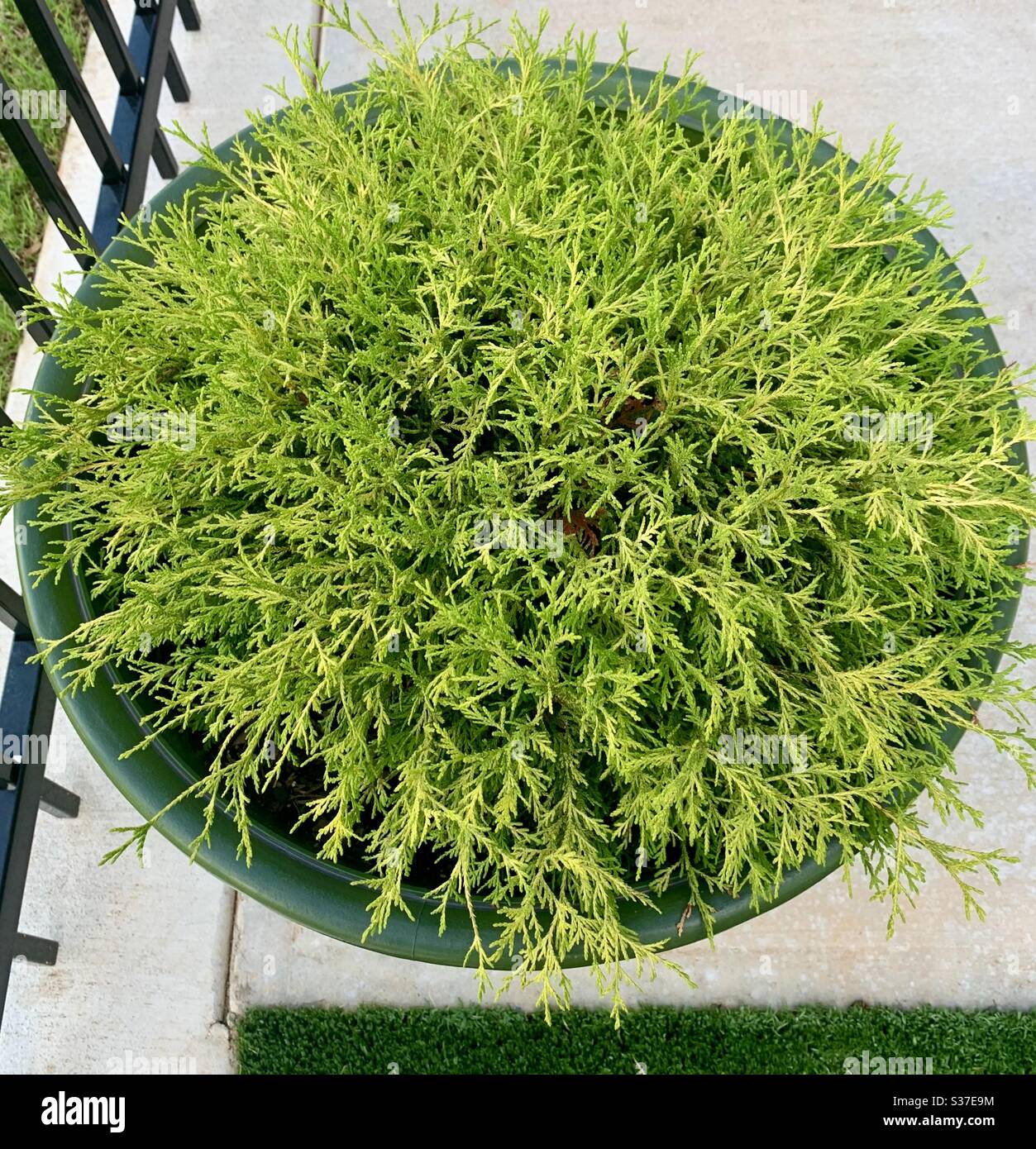 Potted bush hi-res stock photography and images - Alamy