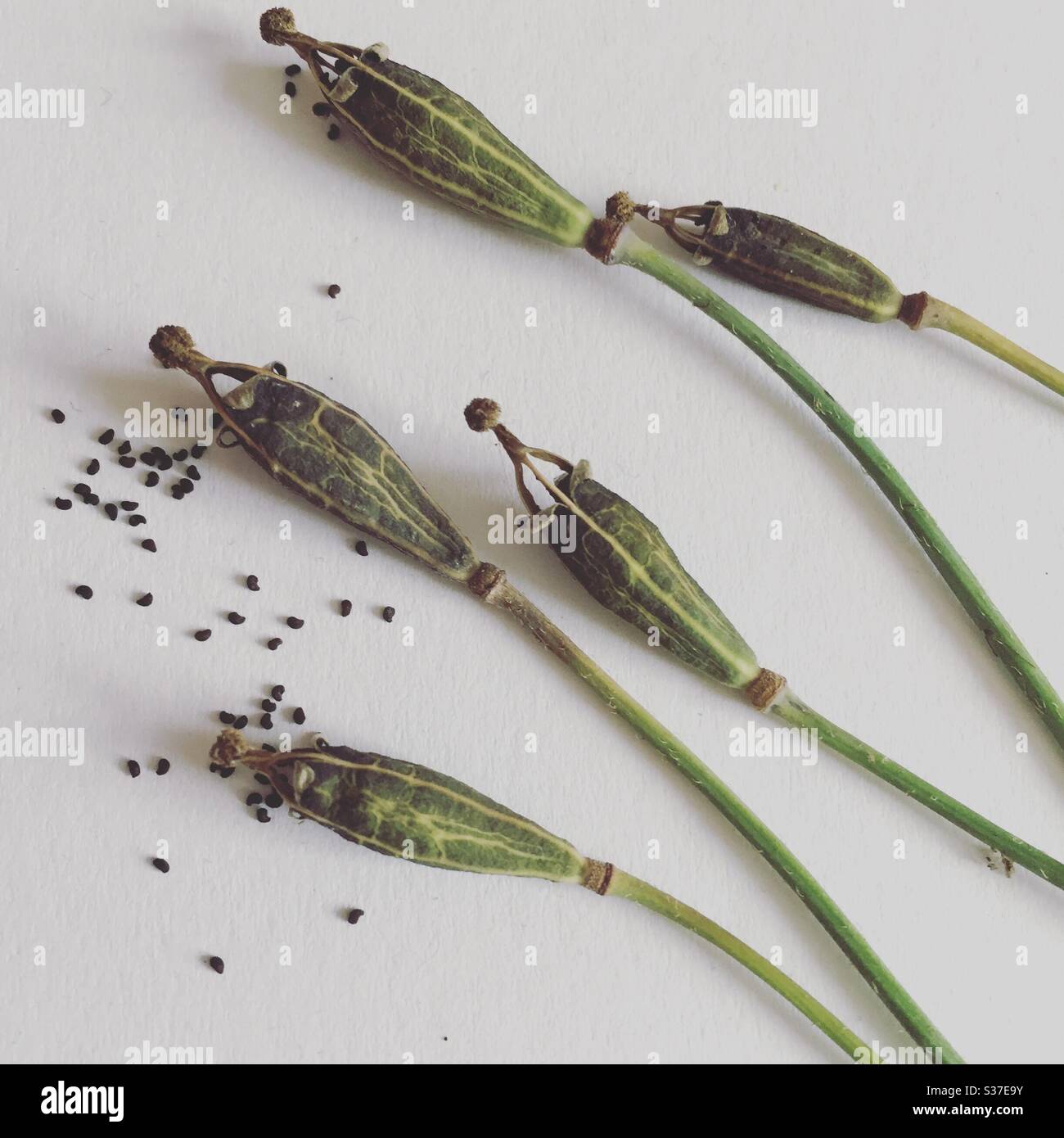 Poppy Seed Pods High Resolution Stock Photography and Images - Alamy