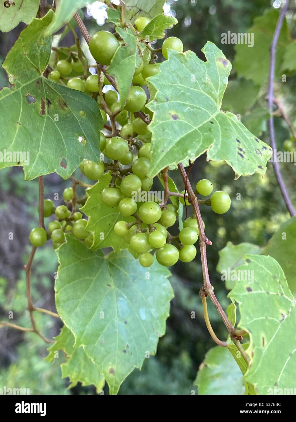 Grapes vine wild hi-res stock photography and images - Alamy