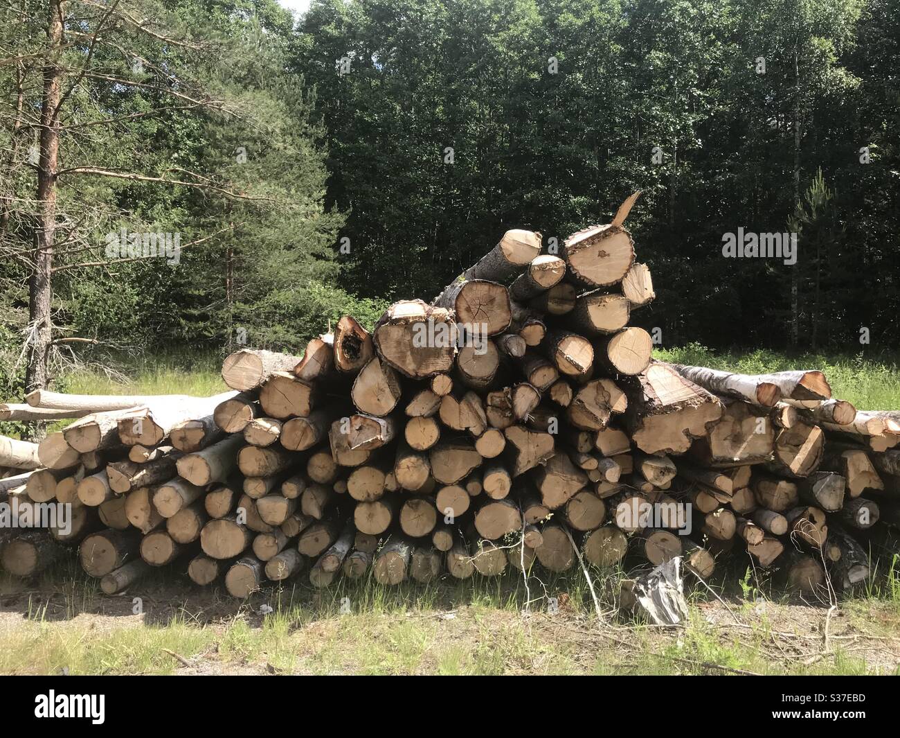 Timber pile hi-res stock photography and images - Alamy