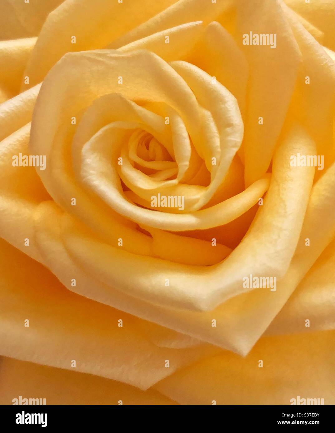 Yellow close up flower hi-res stock photography and images - Alamy