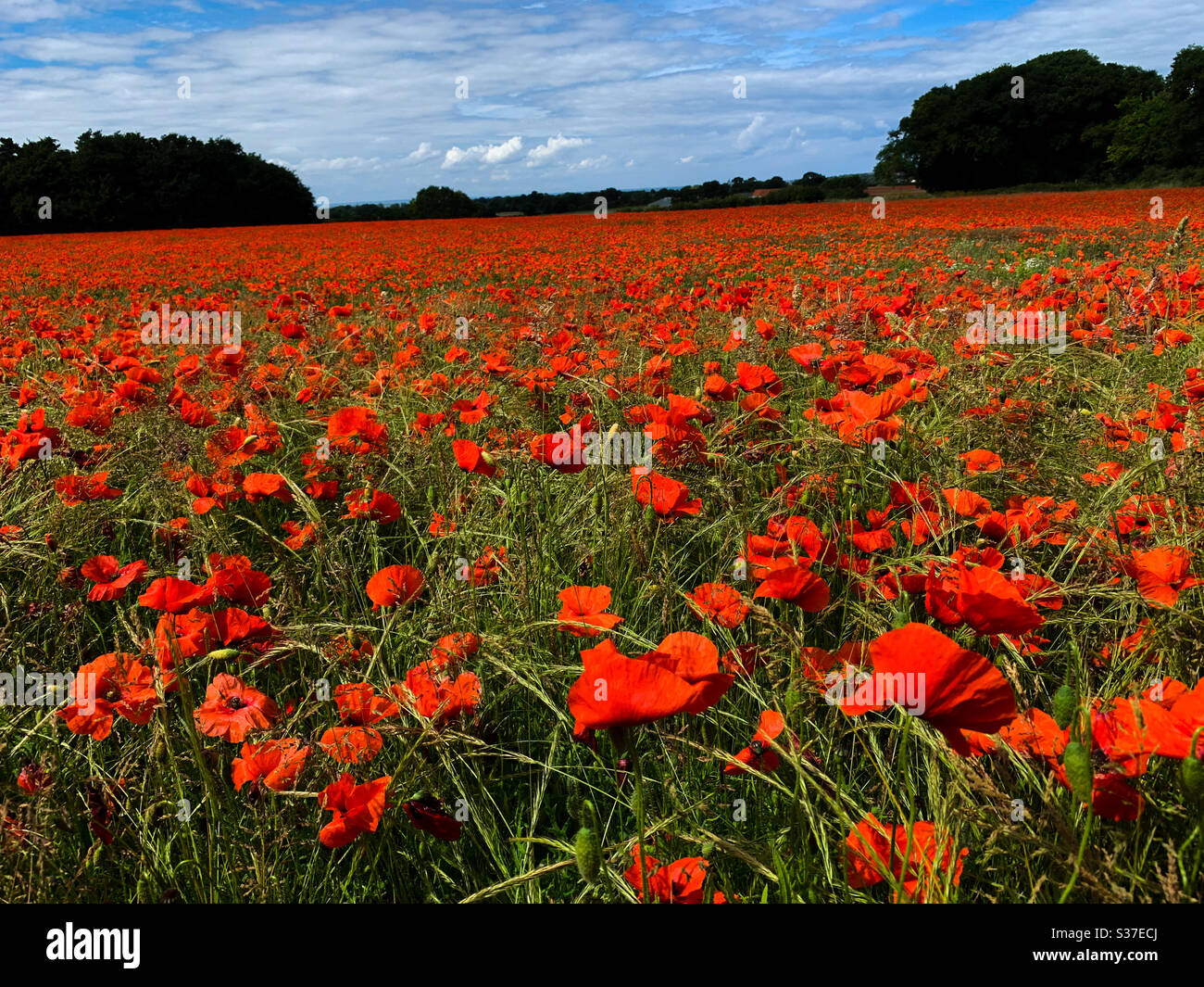 Poppy Field Uk High Resolution Stock Photography and Images - Alamy