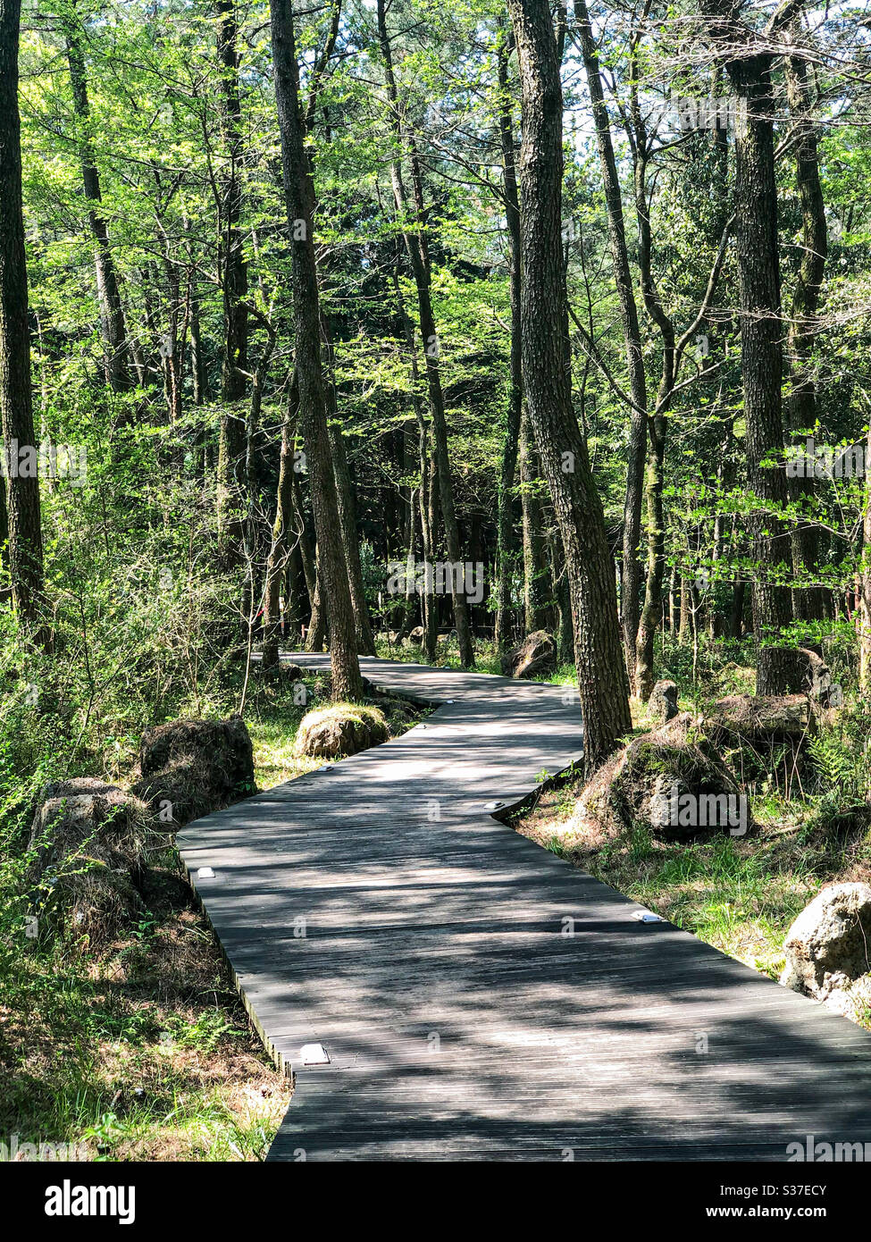 Jeju forest hi-res stock photography and images - Alamy