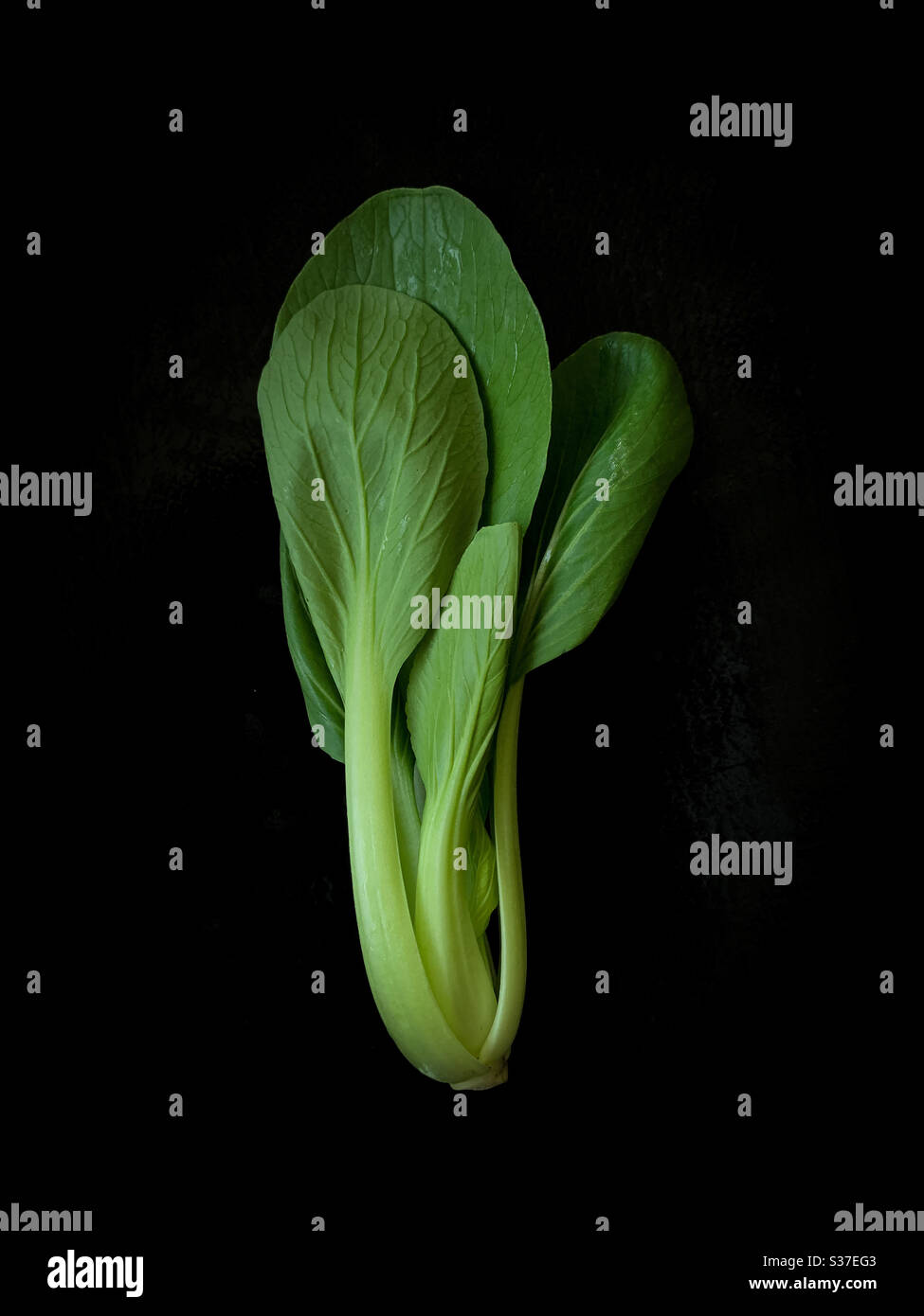 Pok choy hi-res stock photography and images - Alamy