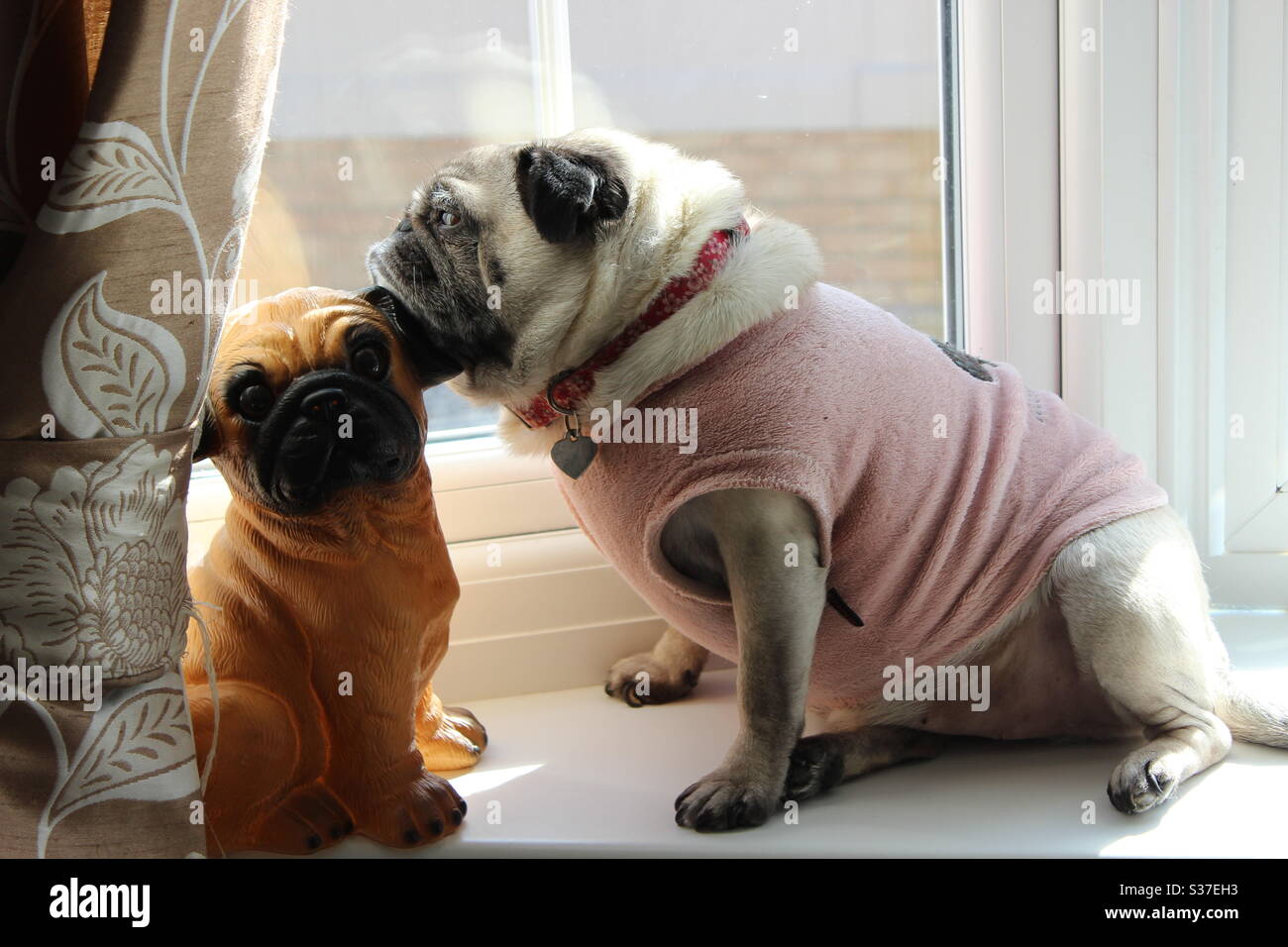 Pug resting hi-res stock photography and images - Alamy