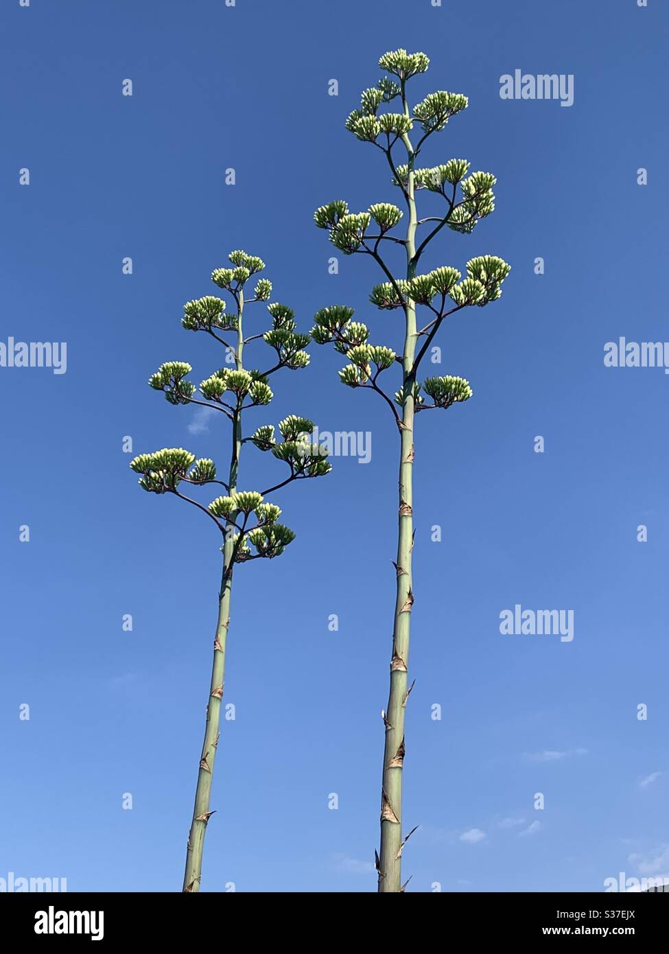 Monterrey plants hi-res stock photography and images - Alamy