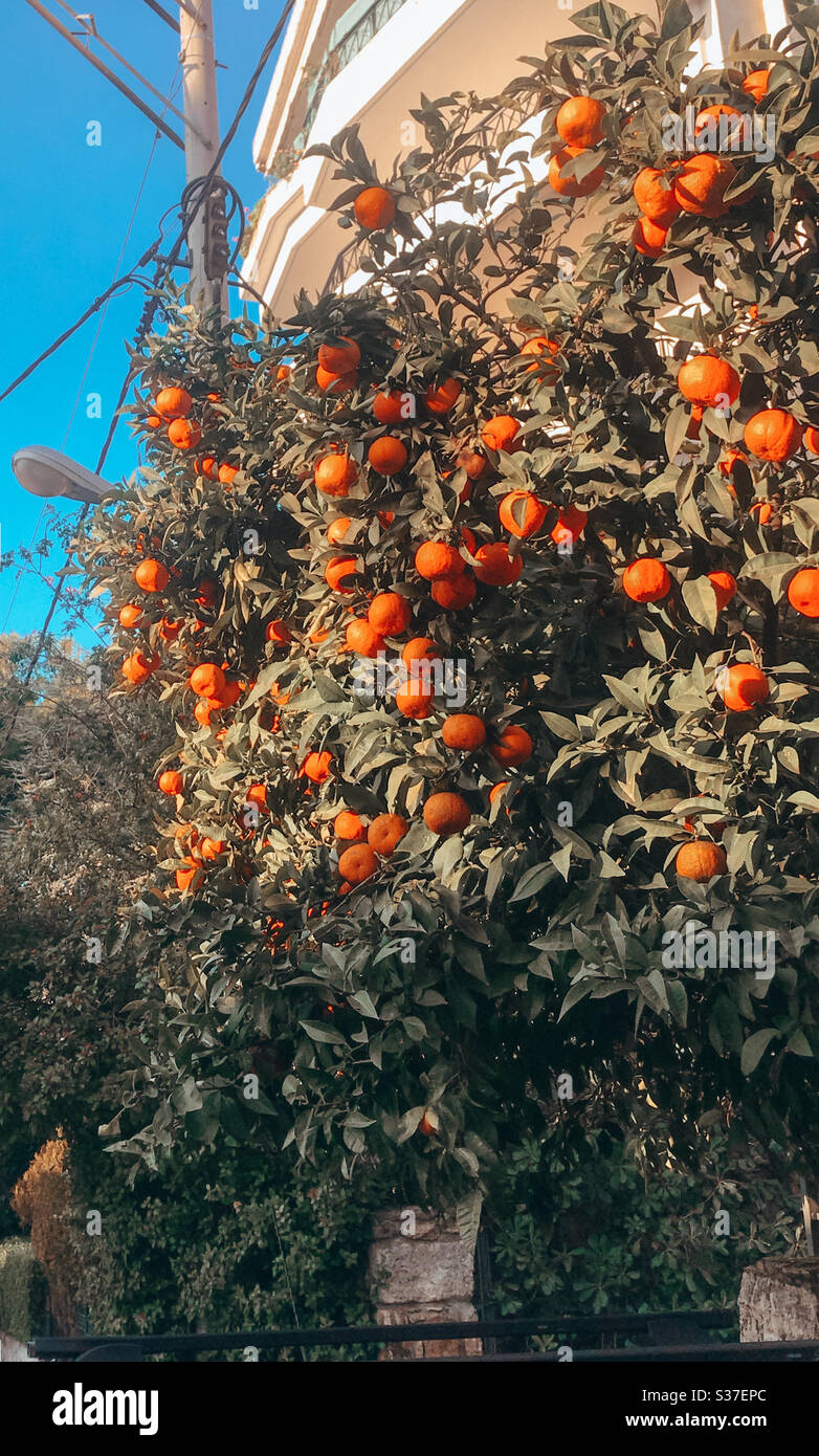 Orange tree in greece hi-res stock photography and images - Alamy