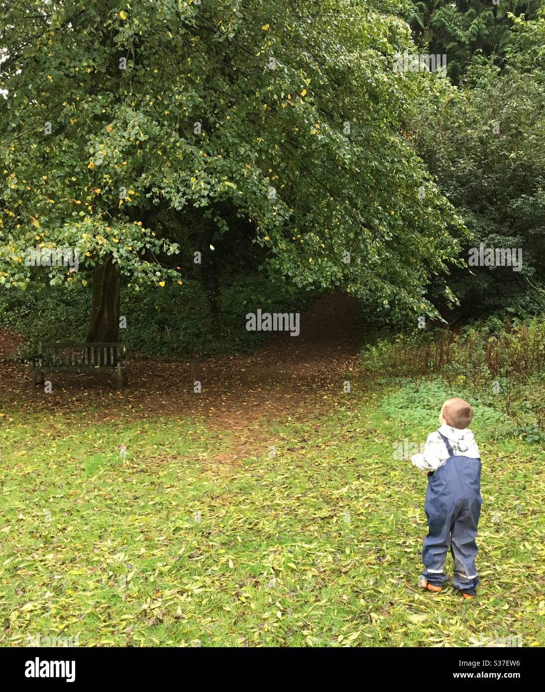 Boy looking up to a tree ready to catch falling leaves Stock Photo - Alamy