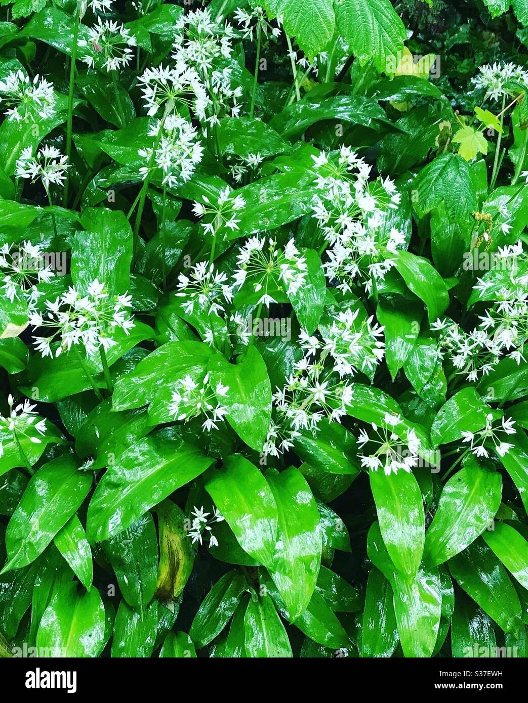 Garlic crop in north Cornwall Stock Photo - Alamy
