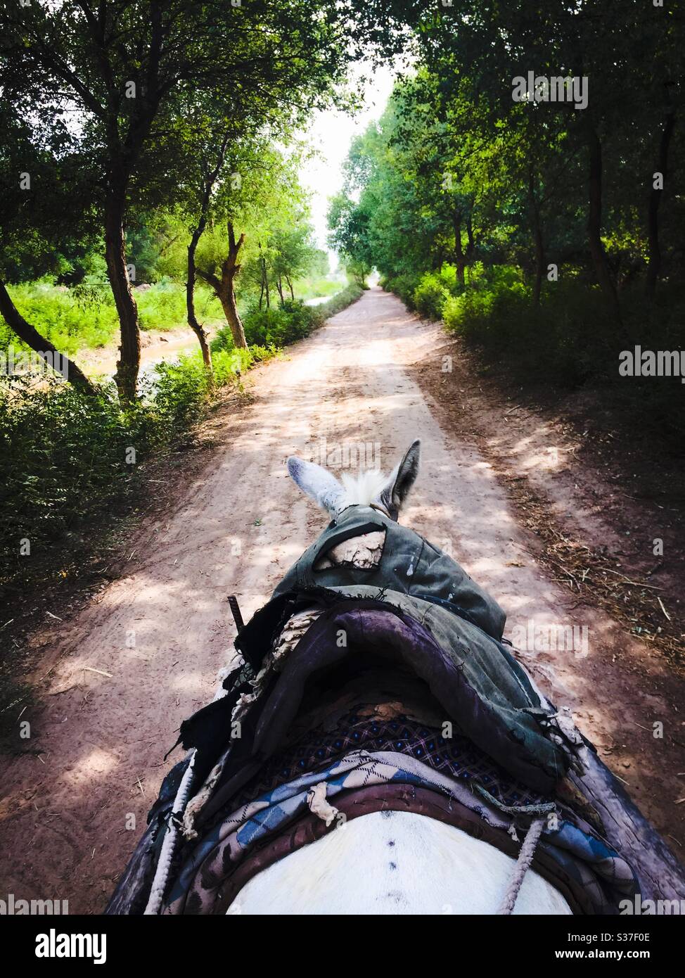 Smart donkey hi-res stock photography and images - Alamy