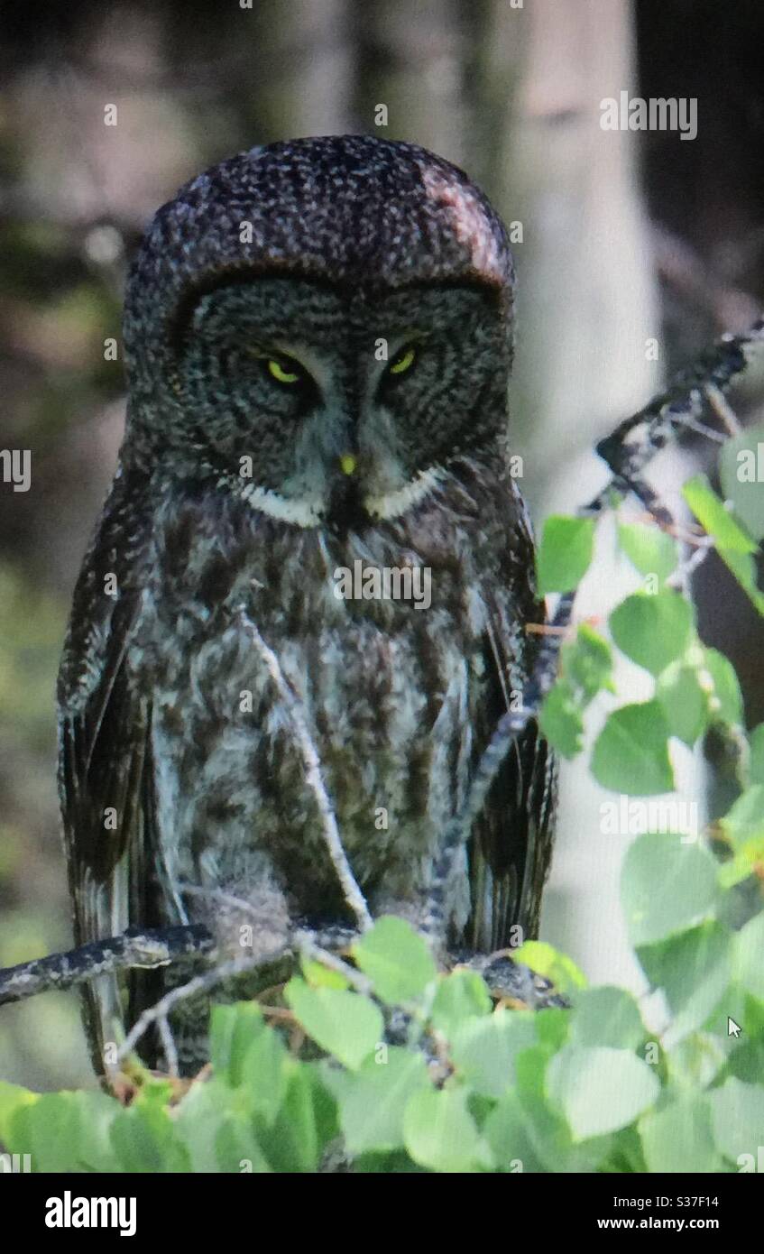 North American birds, birds of North America,bird, owl, great grey owl ...