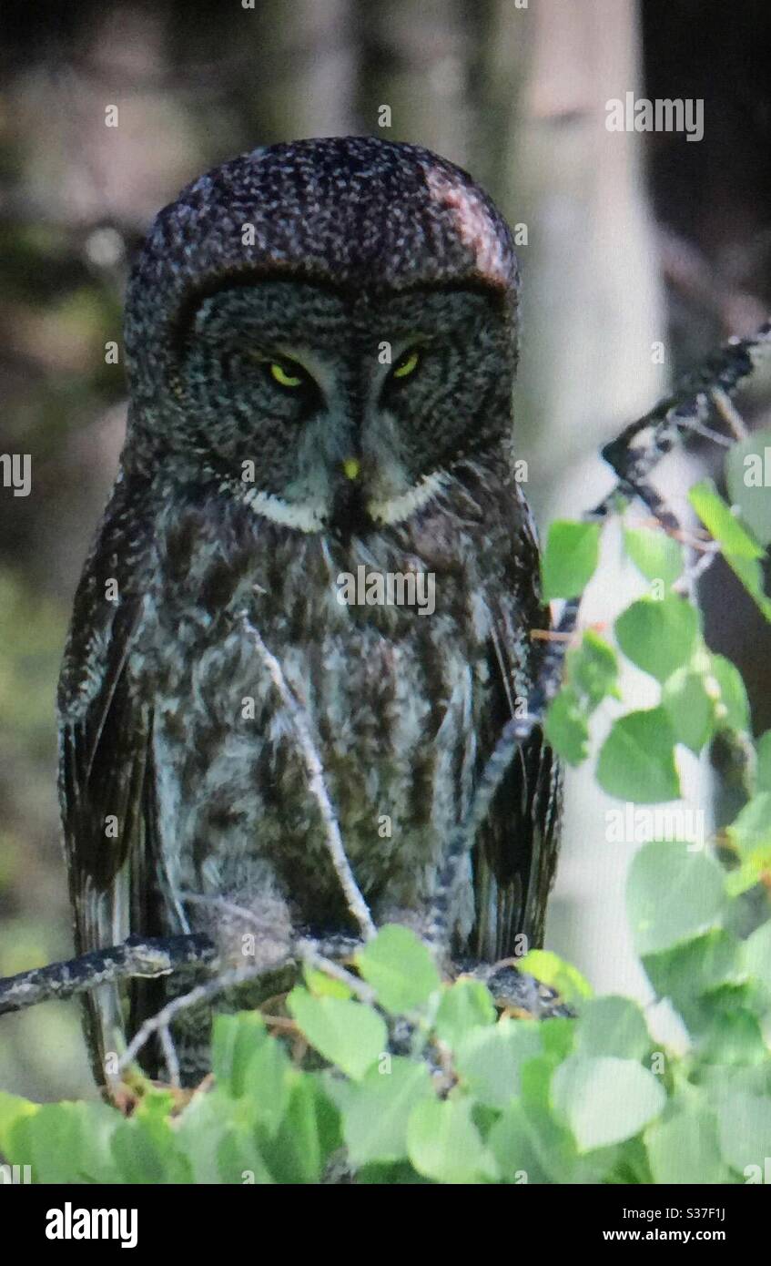 North American birds, birds of North America,bird, owl, great grey owl ...