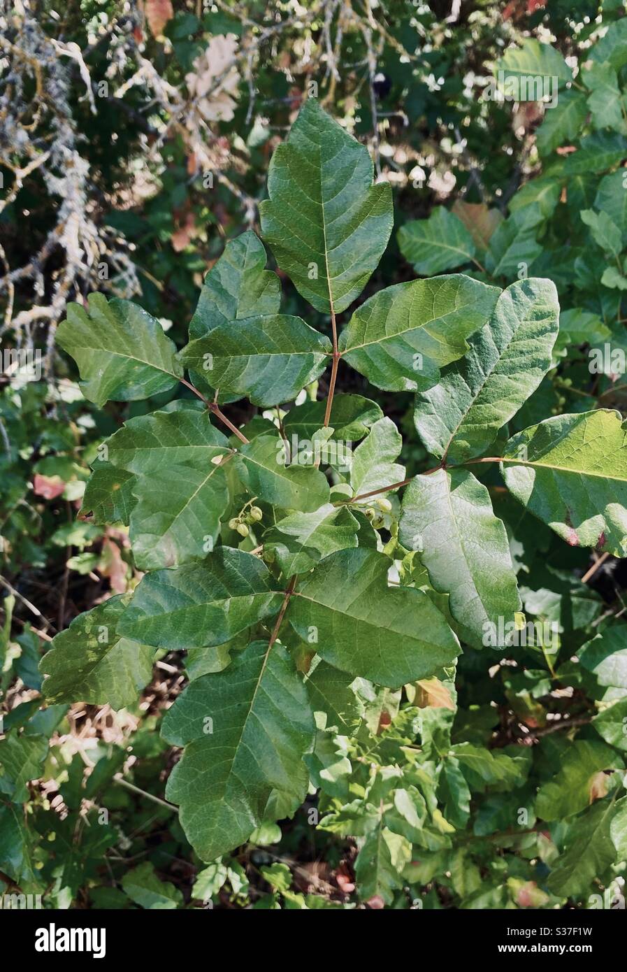 Poison oak hi-res stock photography and images - Alamy