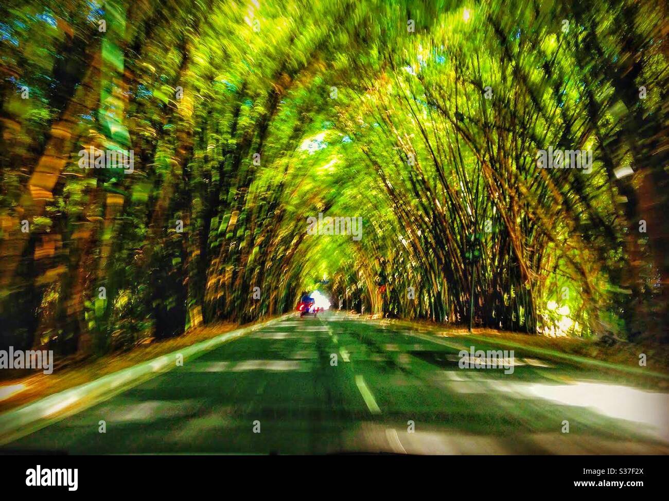 Shaded road covered by bamboo Stock Photo - Alamy