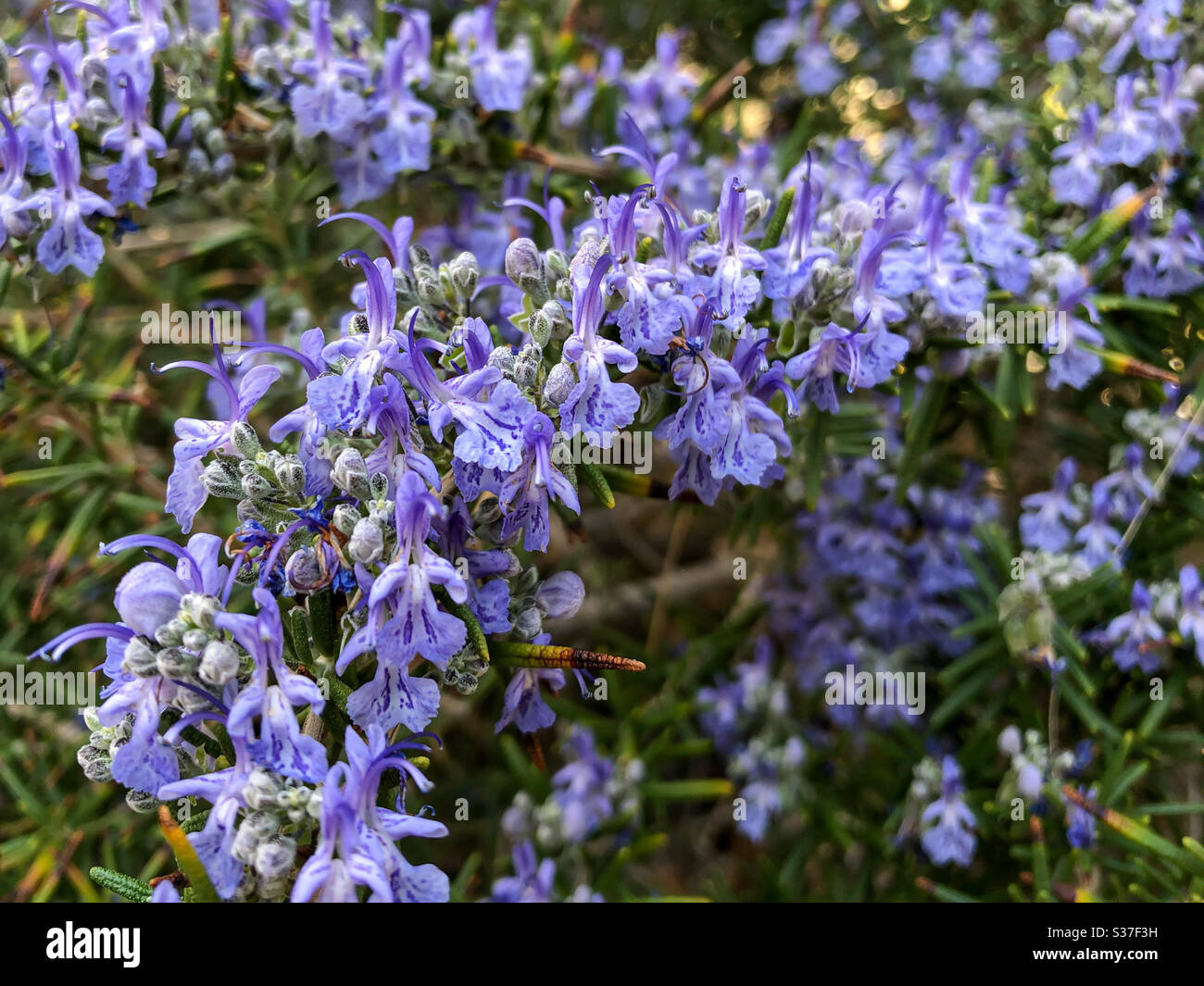 Purple blooming rosemary herb plant Stock Photo - Alamy