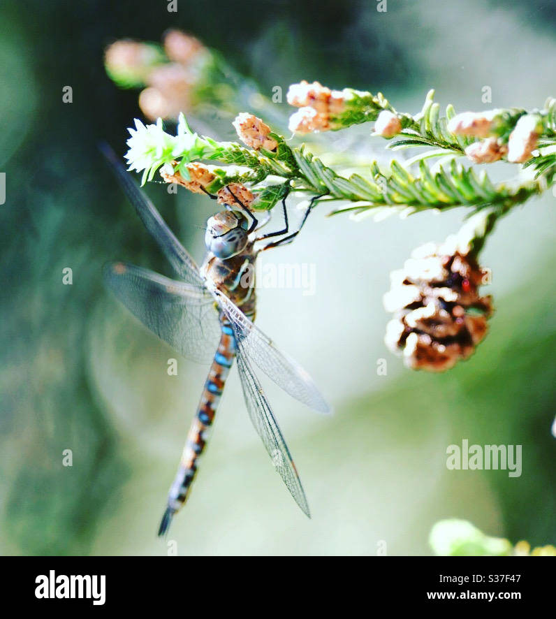 Fly into trees hi-res stock photography and images - Alamy