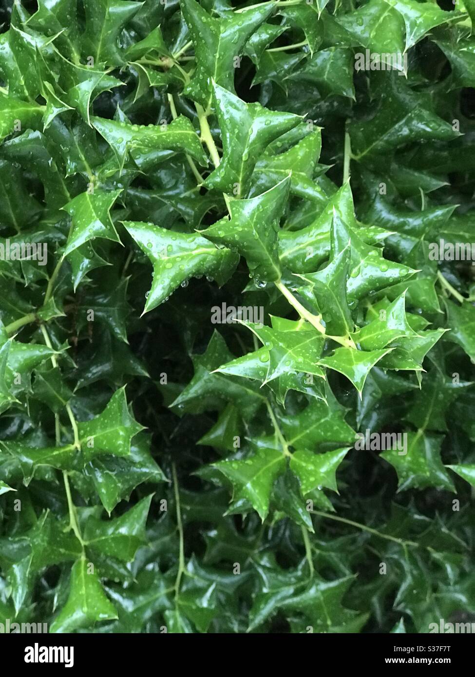 Chinese Holly after a rain Stock Photo - Alamy