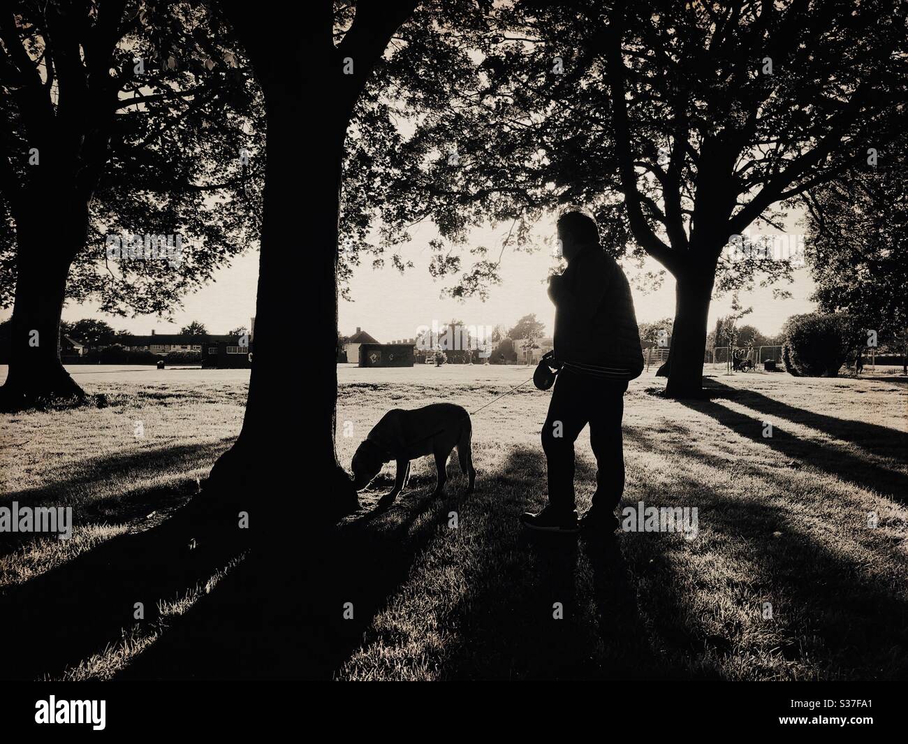 Man waking a dog in park Stock Photo - Alamy