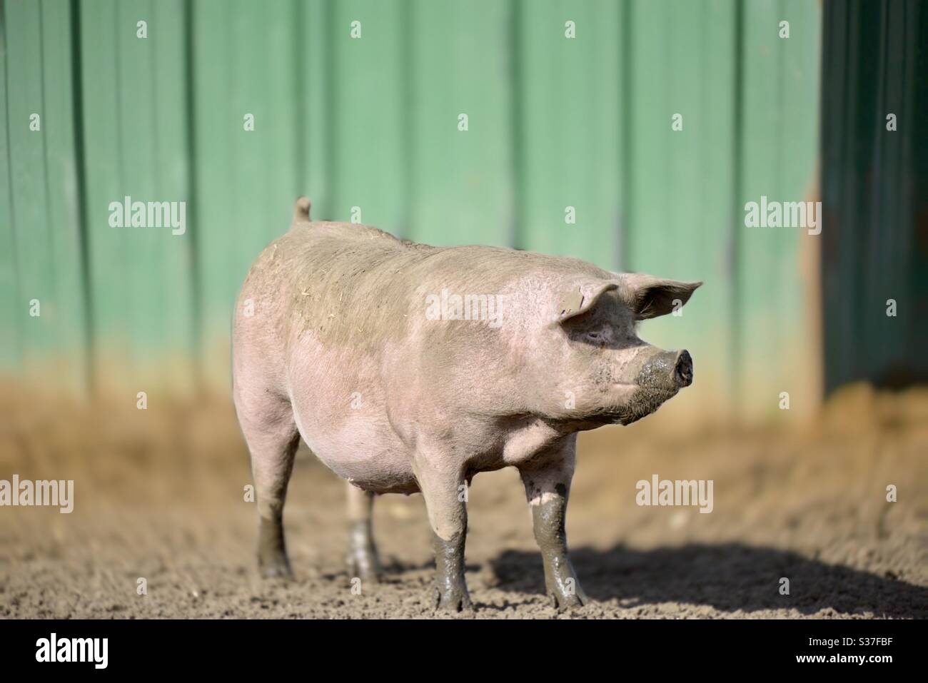 Mucky hi-res stock photography and images - Alamy