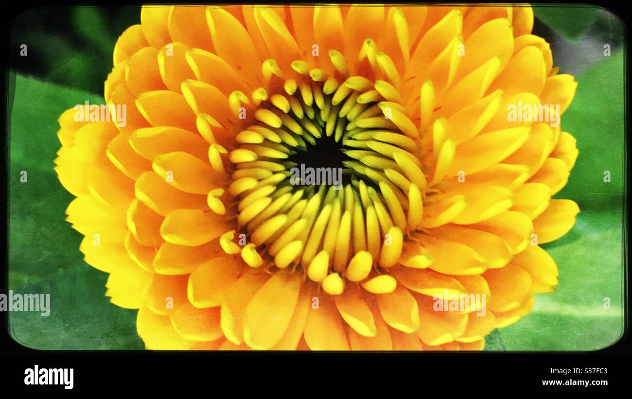 Marigold structure hi-res stock photography and images - Alamy