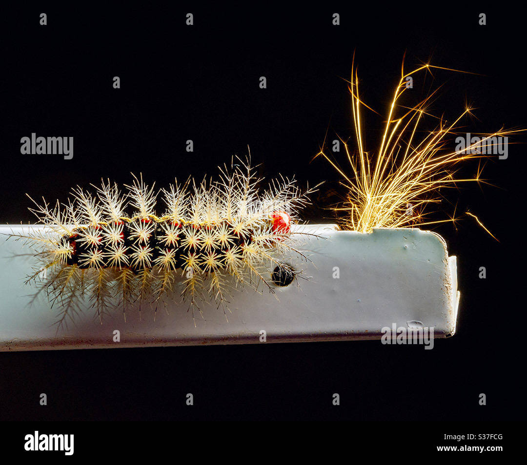 Caterpillar fire hi-res stock photography and images - Alamy