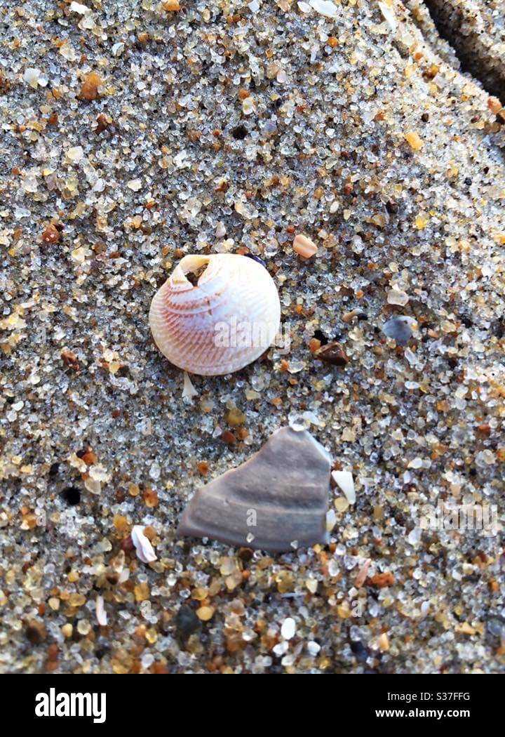 She sells sea shells hi-res stock photography and images - Alamy