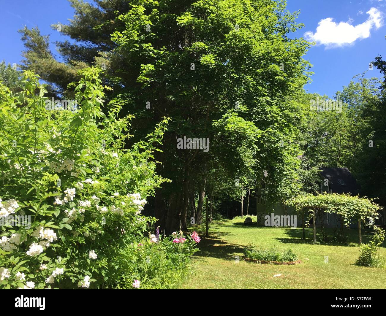 Summer garden berkshires hi-res stock photography and images - Alamy