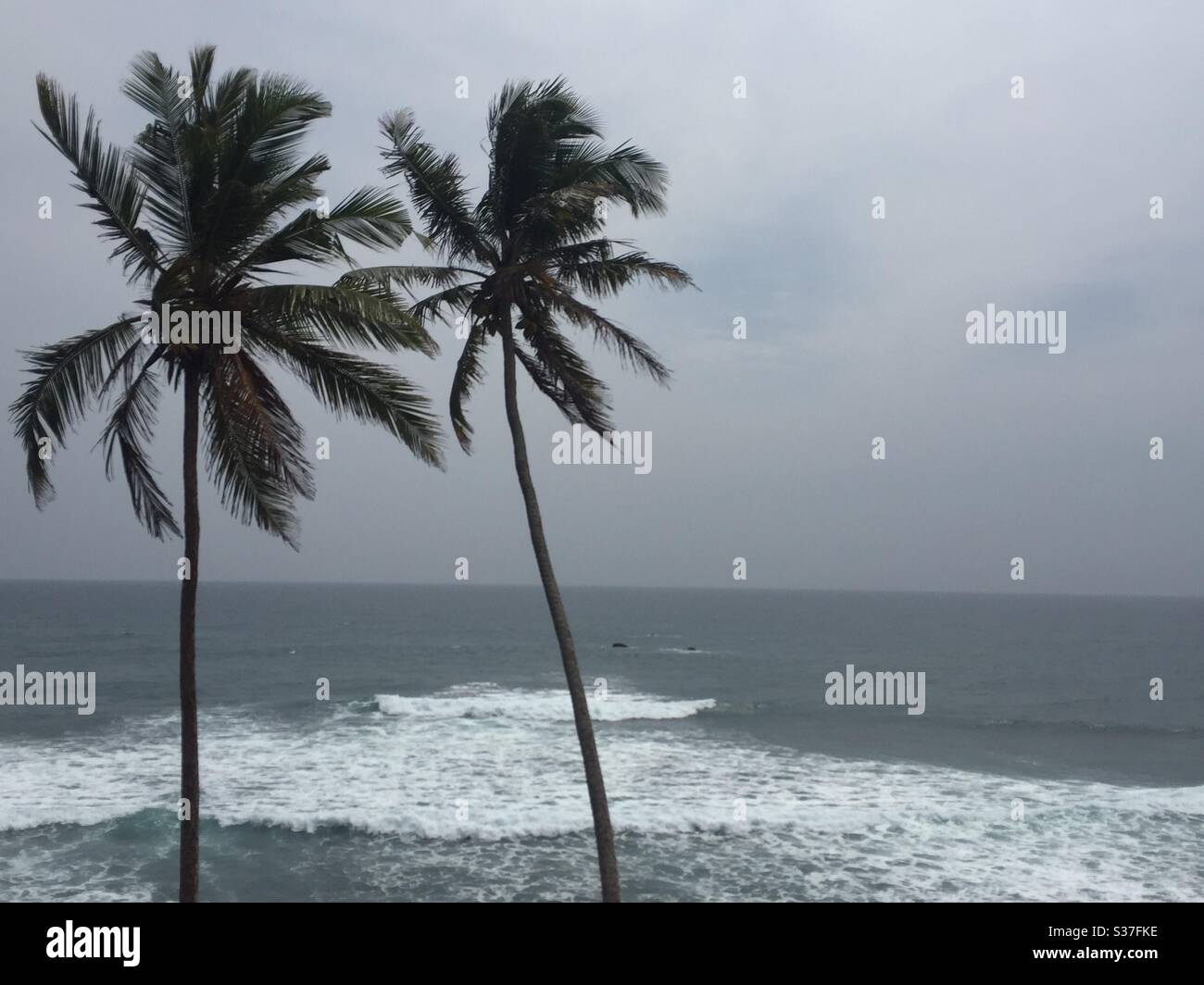 Two coconut trees by the beach side Mirissa Sri Lanka Stock Photo - Alamy