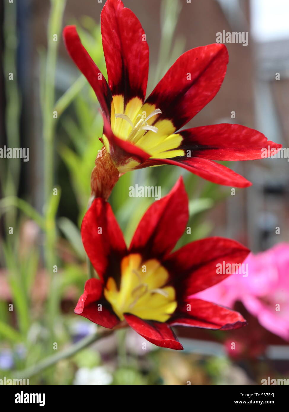 Sparaxis hi-res stock photography and images - Alamy