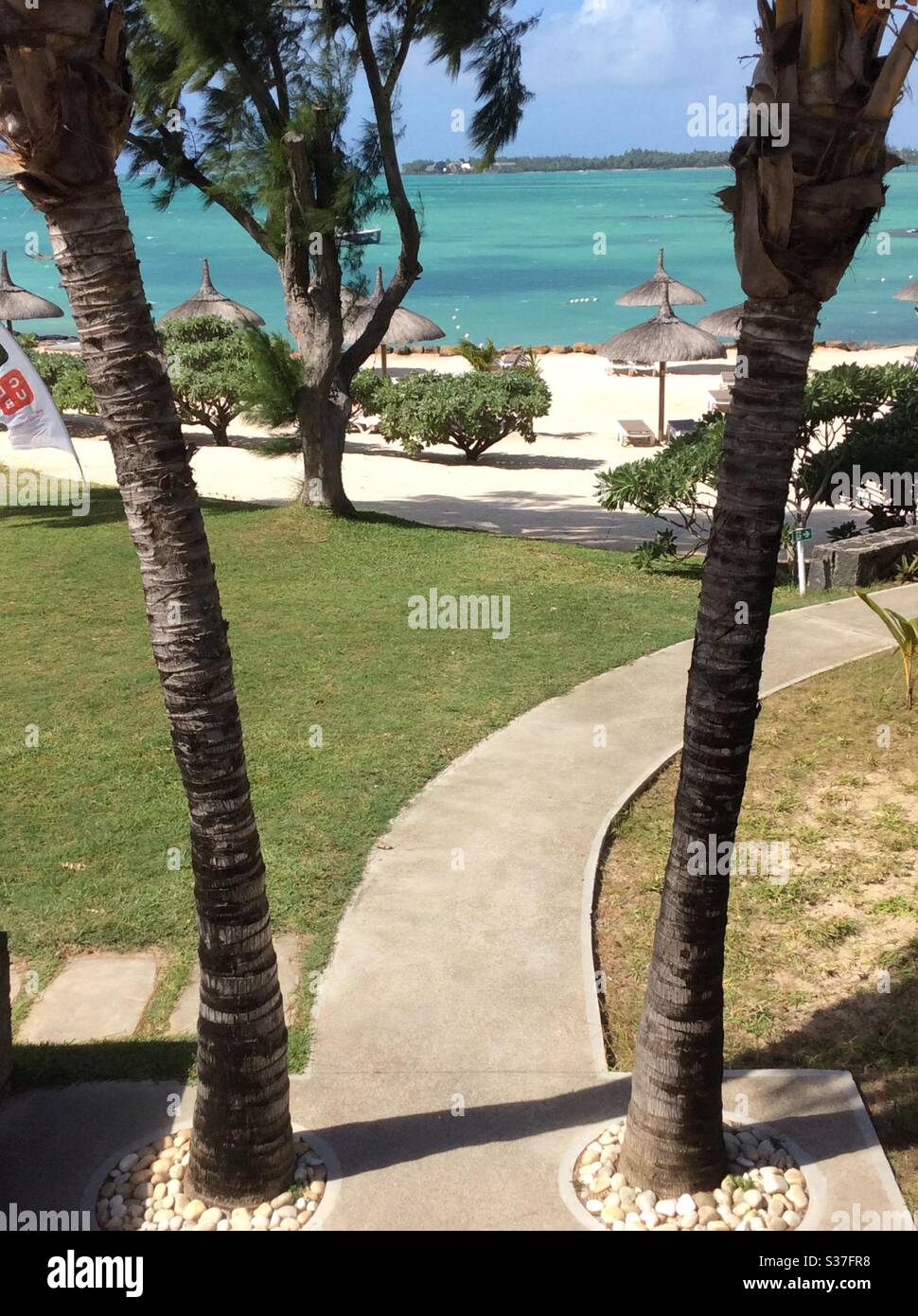 Palm tree in mauritius hi-res stock photography and images - Alamy