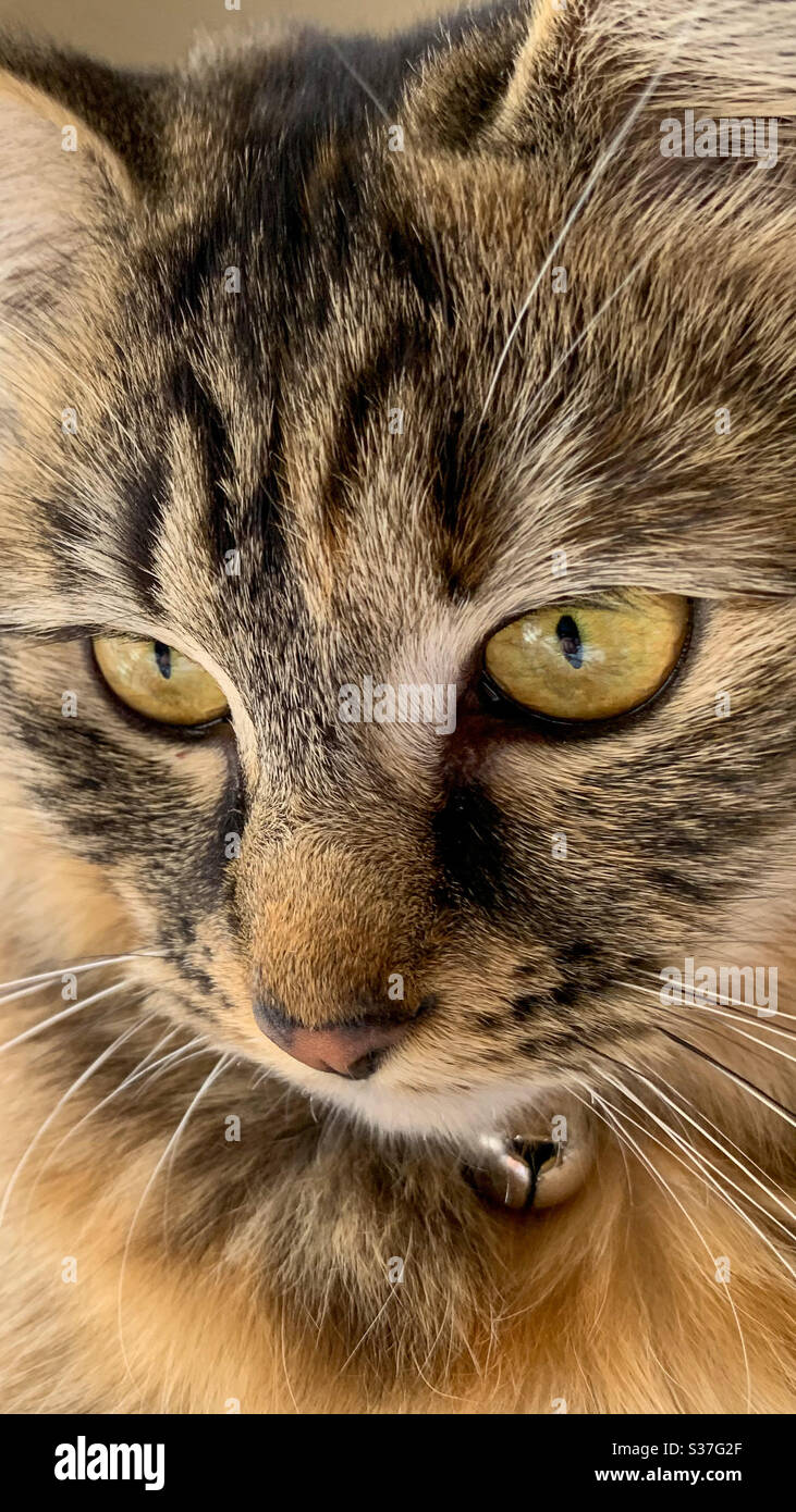 Eyes cat domestic hi-res stock photography and images - Alamy