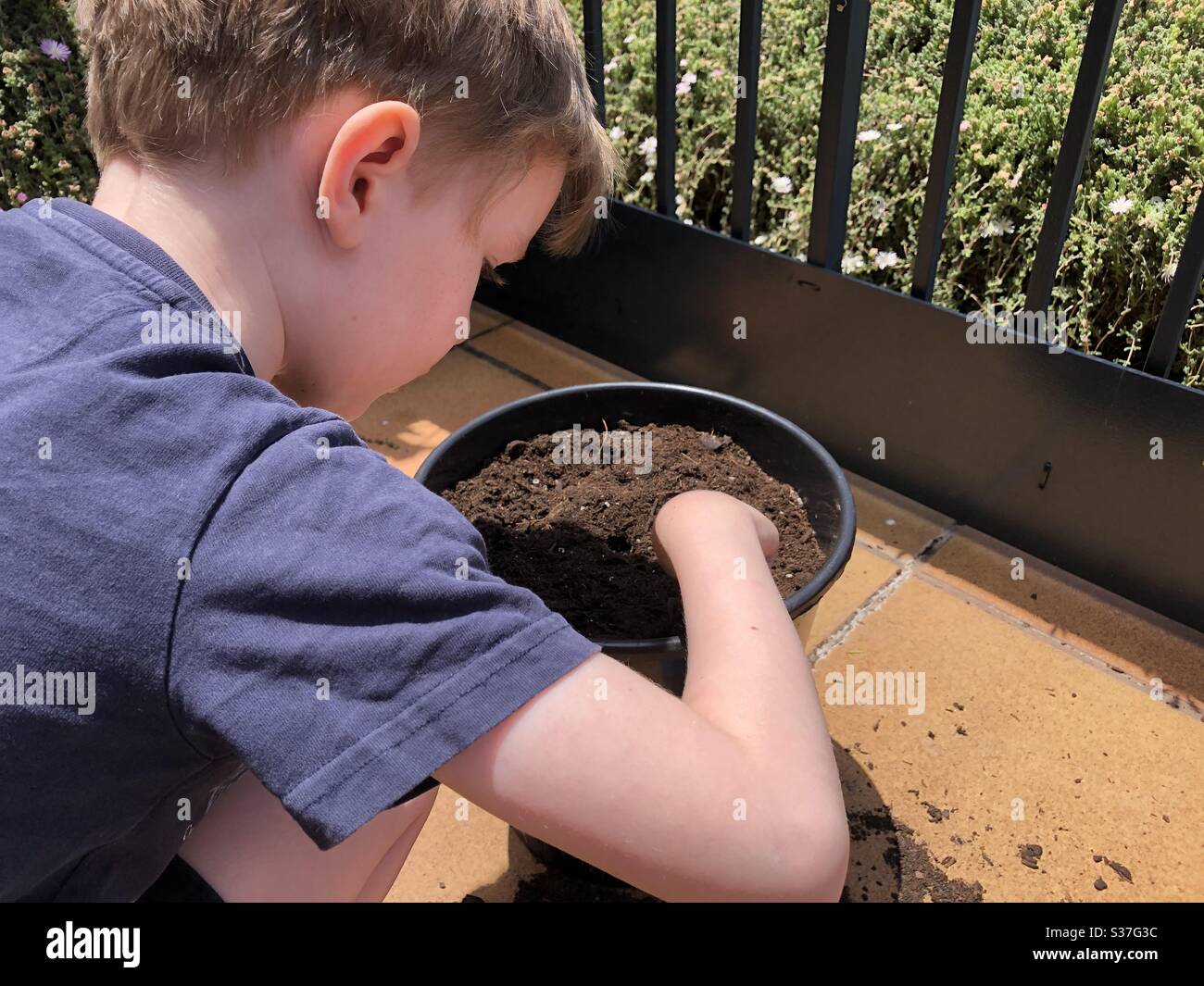 Little boy planting seeds as part of a home schooling science project ...