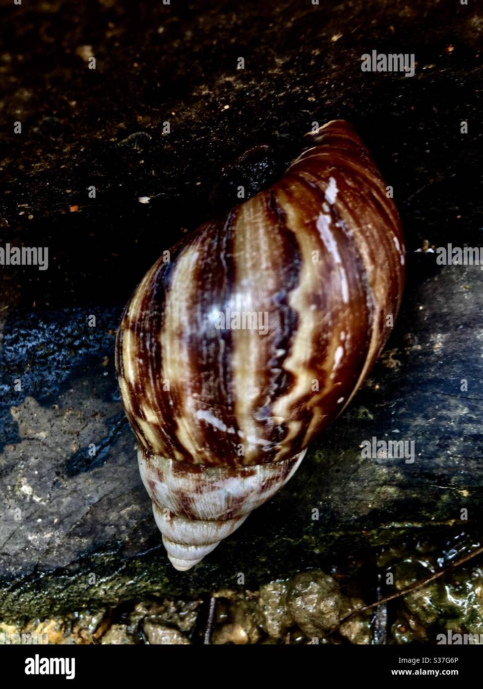 Borneo snail hi-res stock photography and images - Alamy